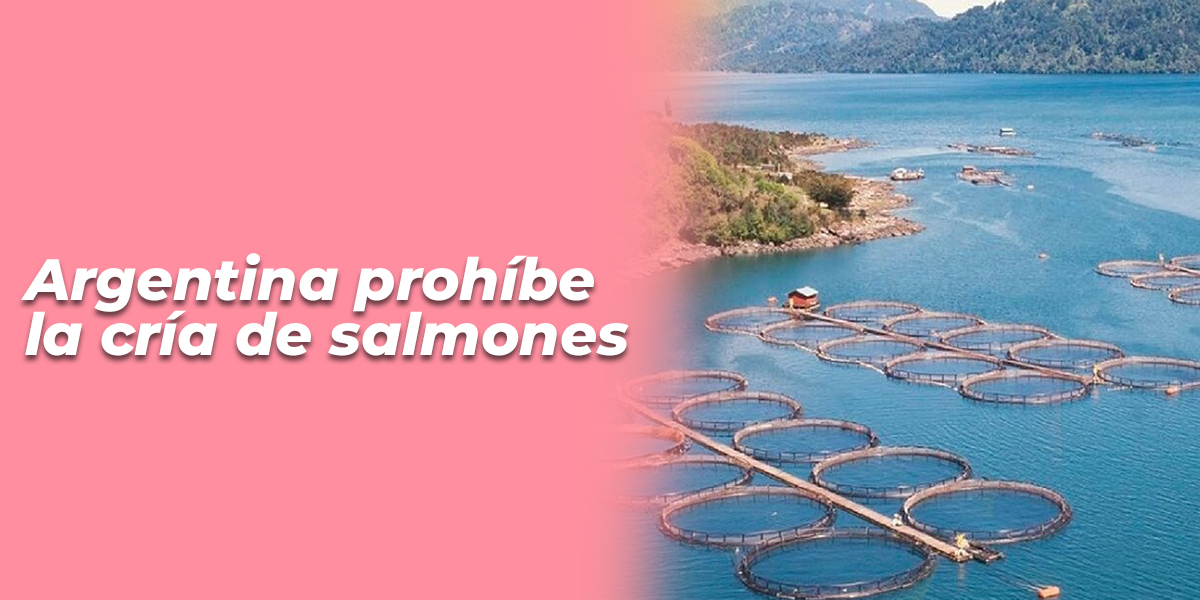 Argentina prohíbe la cría de salmones - Cool FM