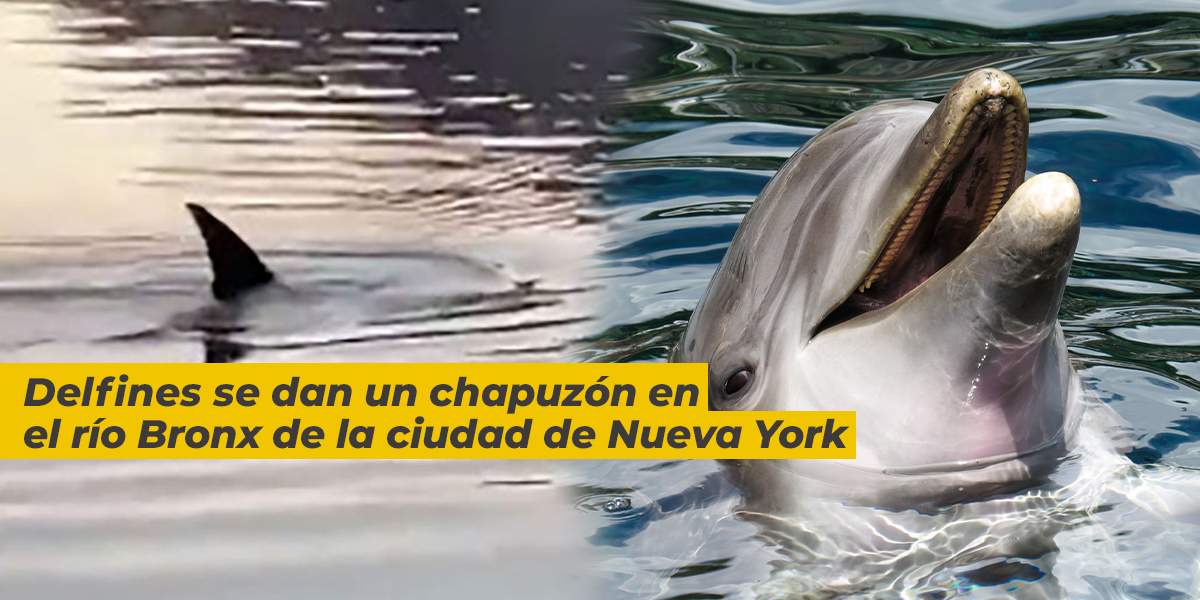 Delfines se dan un chapuzón en el río Bronx de la ciudad de Nueva York ...