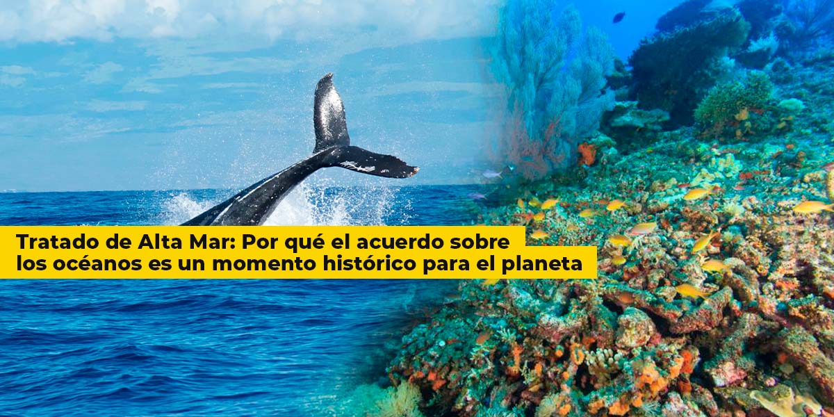 Tratado de Alta Mar: Por qué el acuerdo sobre los océanos es un momento ...